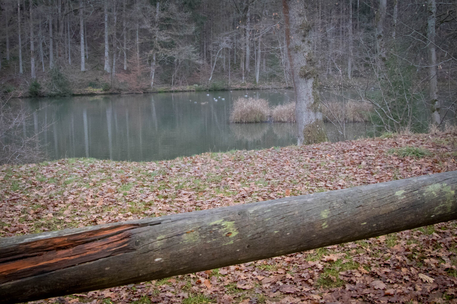 Klangpfad Nümbrecht – Bergischer Streifzug #21 | DasLangeSuchen